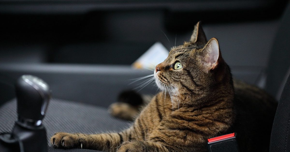 Cat Car Rides are Tough -- Get These Accessories to Make It Easier ...