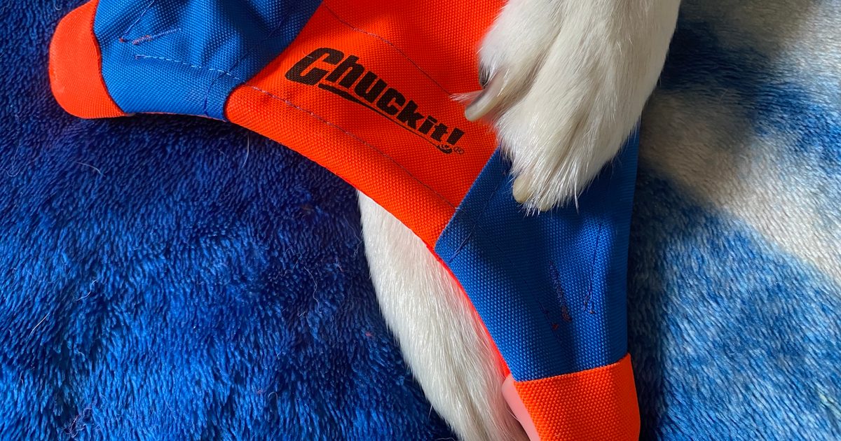 ChuckIt Flying Squirrel Toy Review: For Any Kind of Playtime | PawTracks