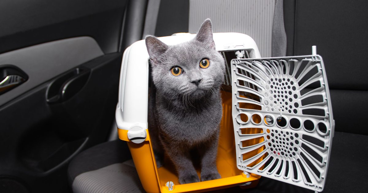 The 7 Best Cat Car Seats to Keep Your Kitty Safe and Calm | PawTracks