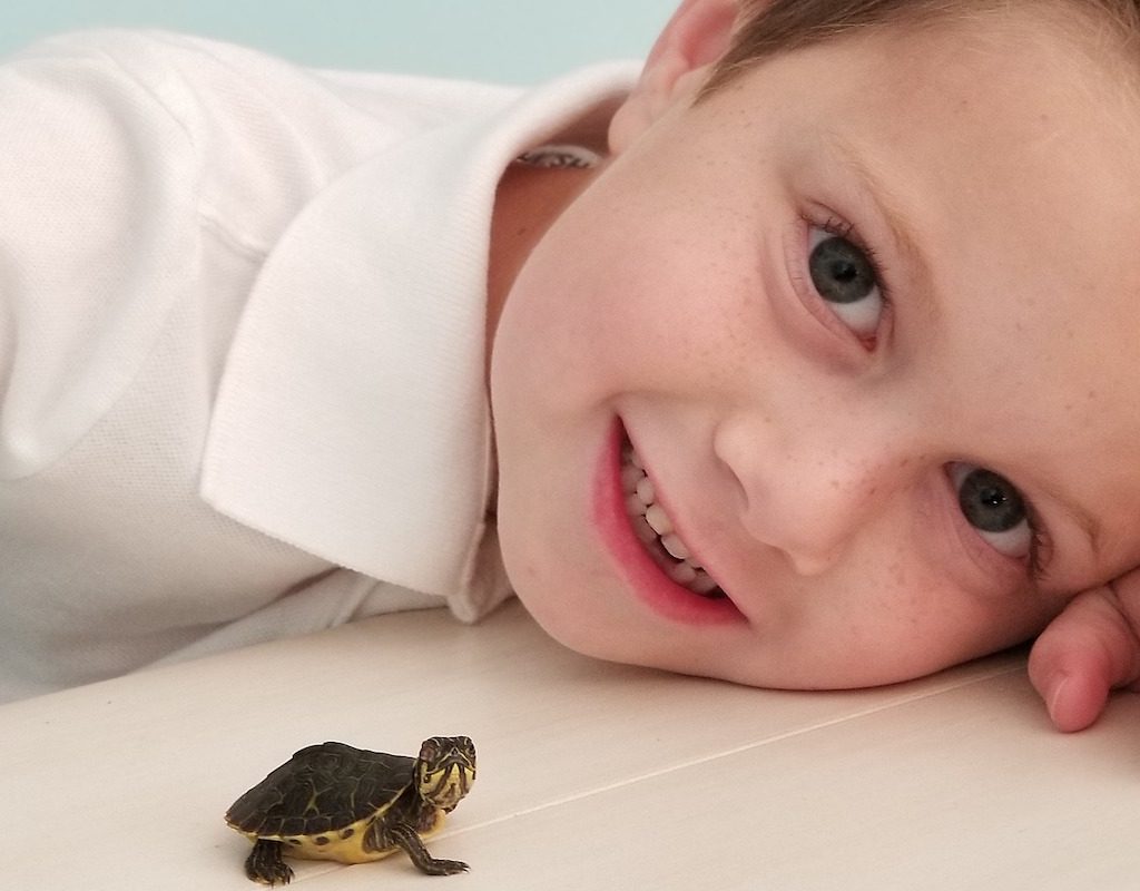 A Step-by-step Guide to Caring for Your Baby Turtle | PawTracks