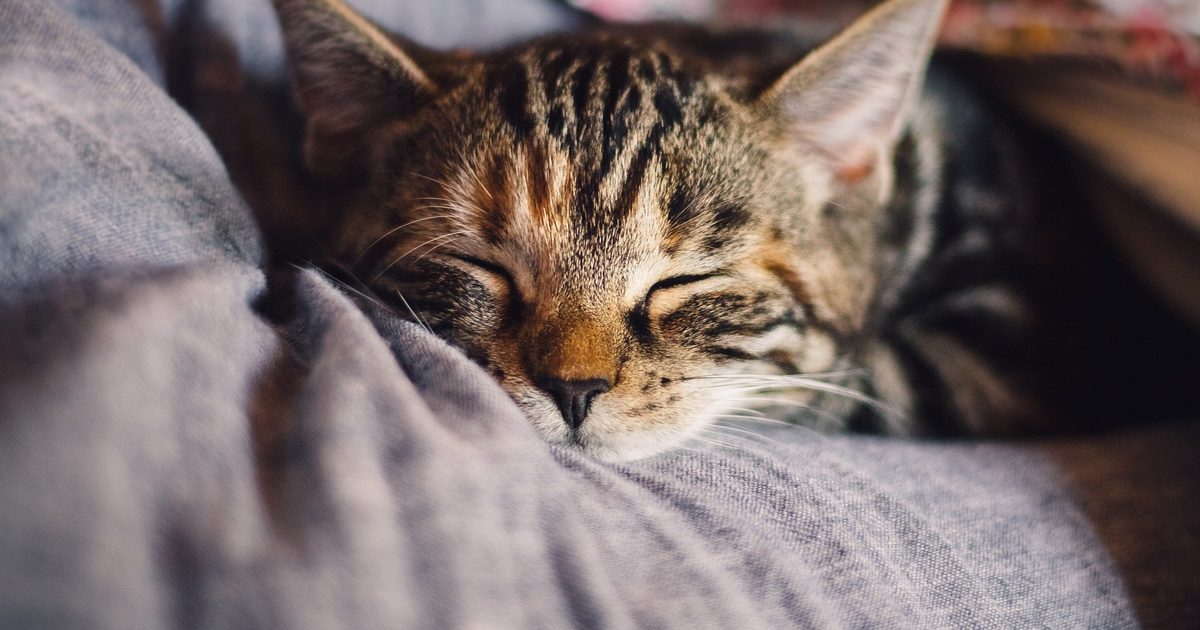 These Cat Sleep Aids Can Help Your Kitty Catch Some Z's | PawTracks