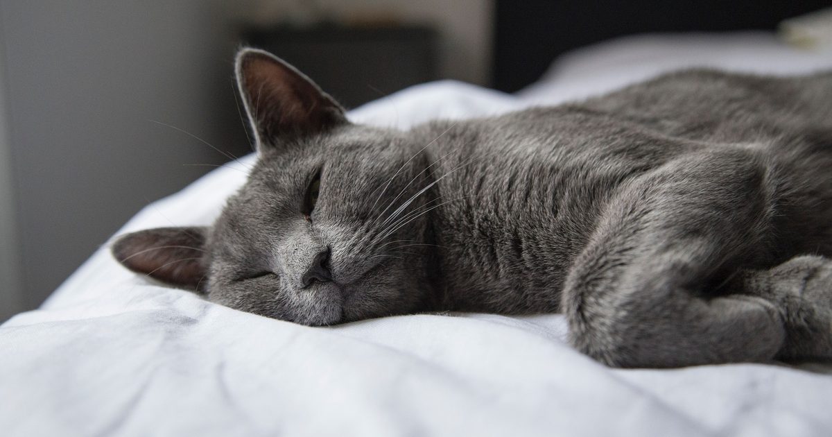 Here's Why Your Cat Sleeping With You Is a Good Thing | PawTracks