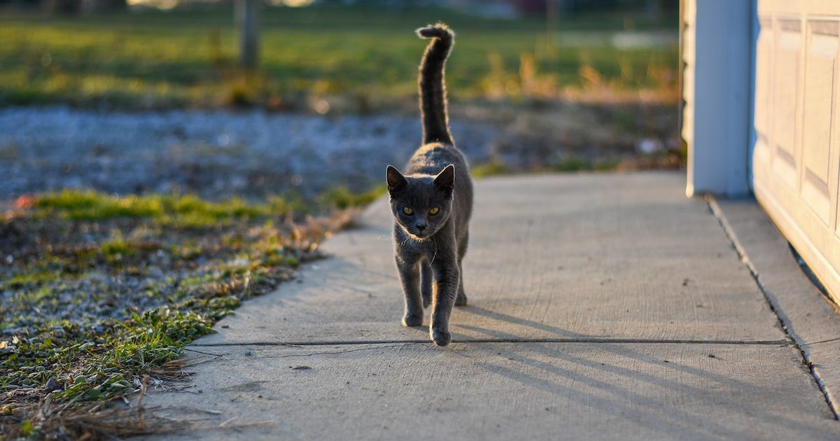 Decoding Cat Tail Behavior - What That Swishing Means | PawTracks