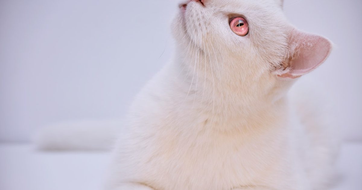What Are Albino Cats? They May Fascinate You | PawTracks