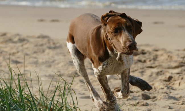 Breeding And Raising Minnows: What You Need To Know | PawTracks