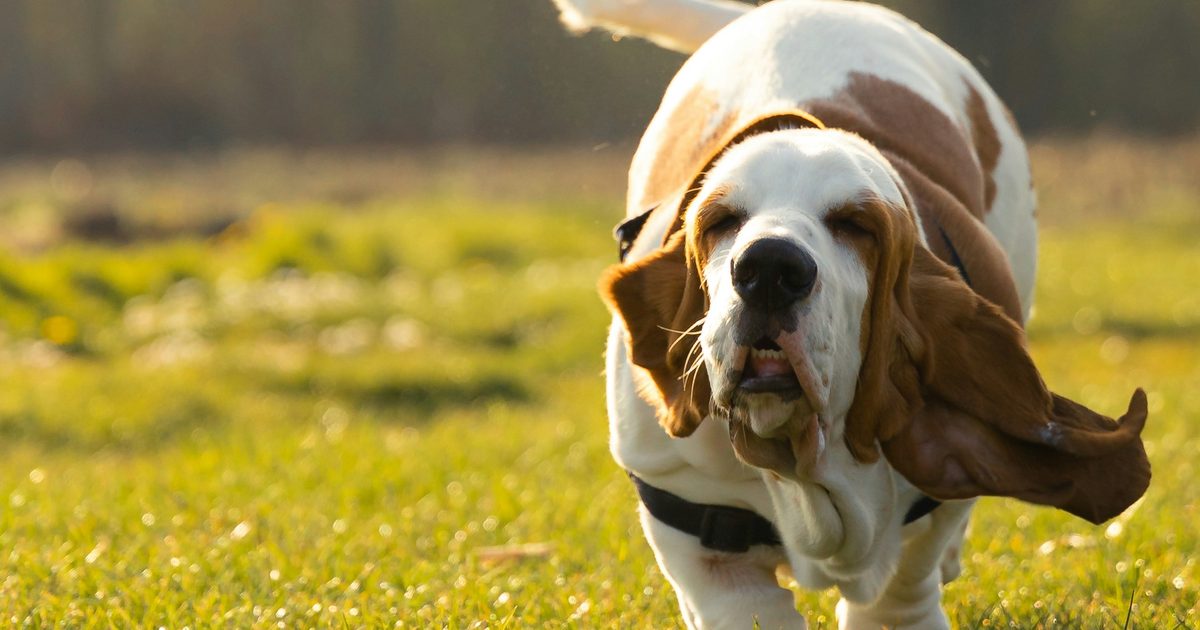 What are the zoomies? Why dogs do this crazy thing | PawTracks