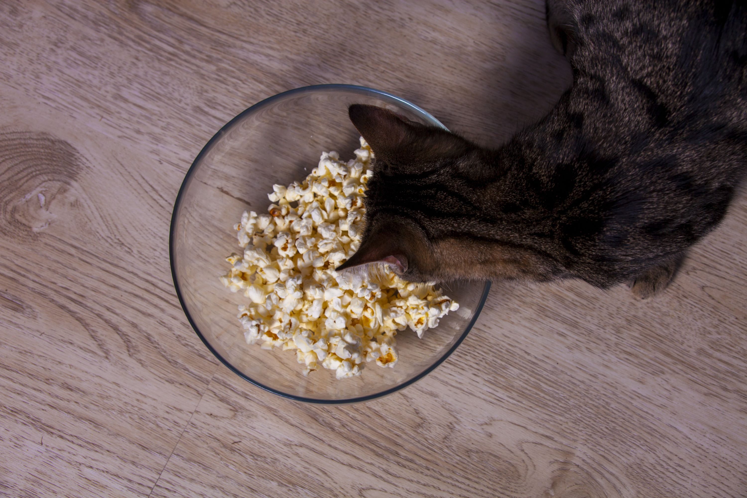 Can cats have popcorn? | PawTracks