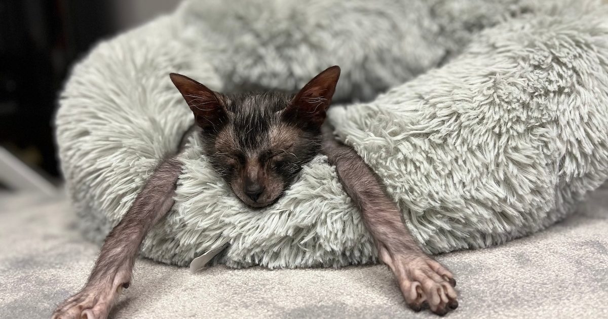 What is the werewolf cat? What you need to know | PawTracks