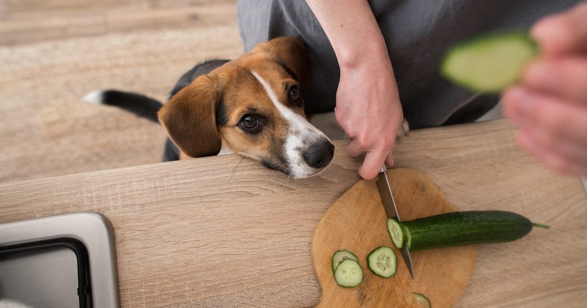Can dogs eat cucumbers? | PawTracks