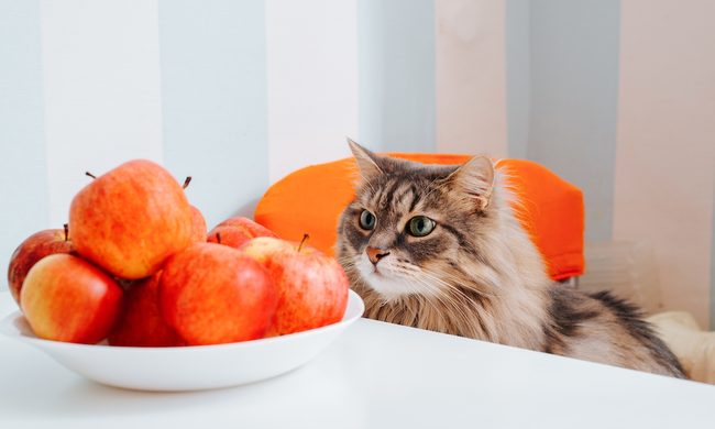 Overeating Can Be Dangerous for Cats - Here's What To Know | PawTracks
