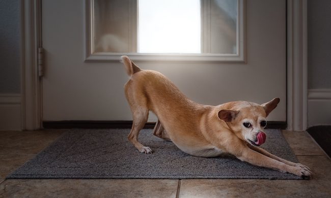 3-3-3 rule: Dogs adjusting to their new life | PawTracks