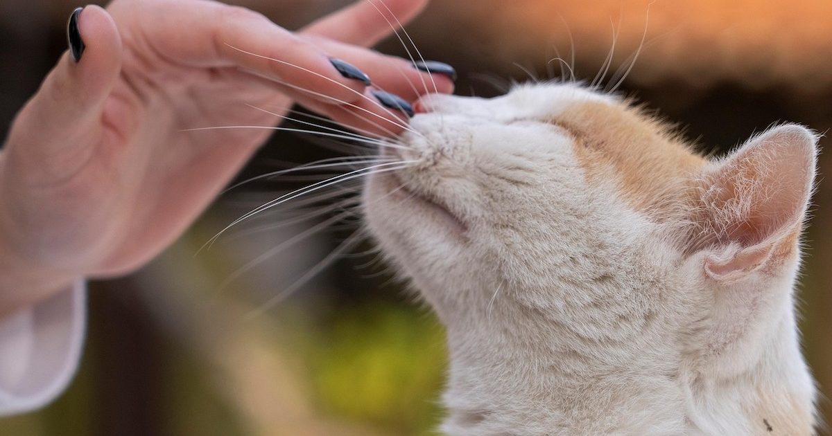 How do cats purr? | PawTracks