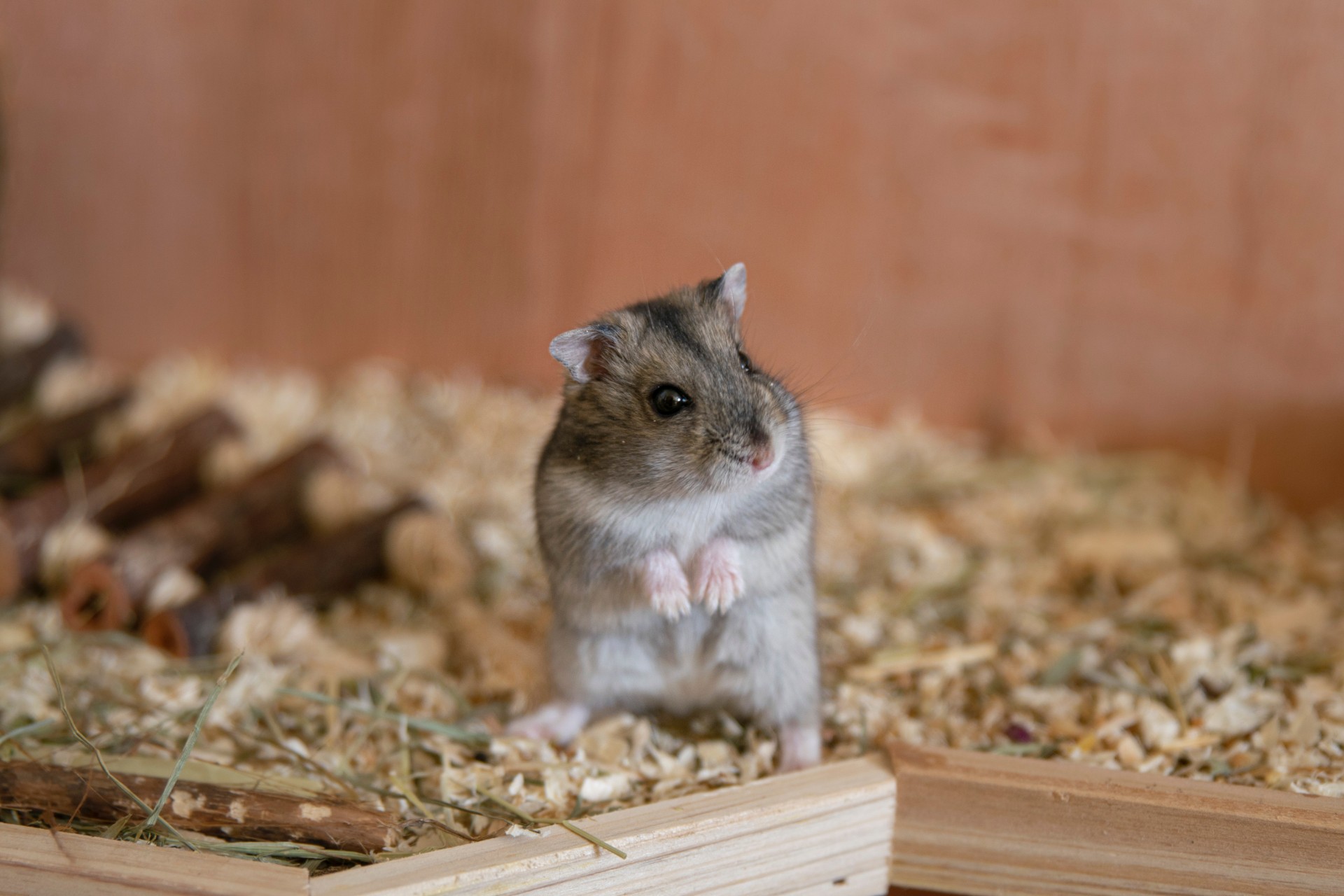 Are Hamsters Friendly Family Pets? | PawTracks