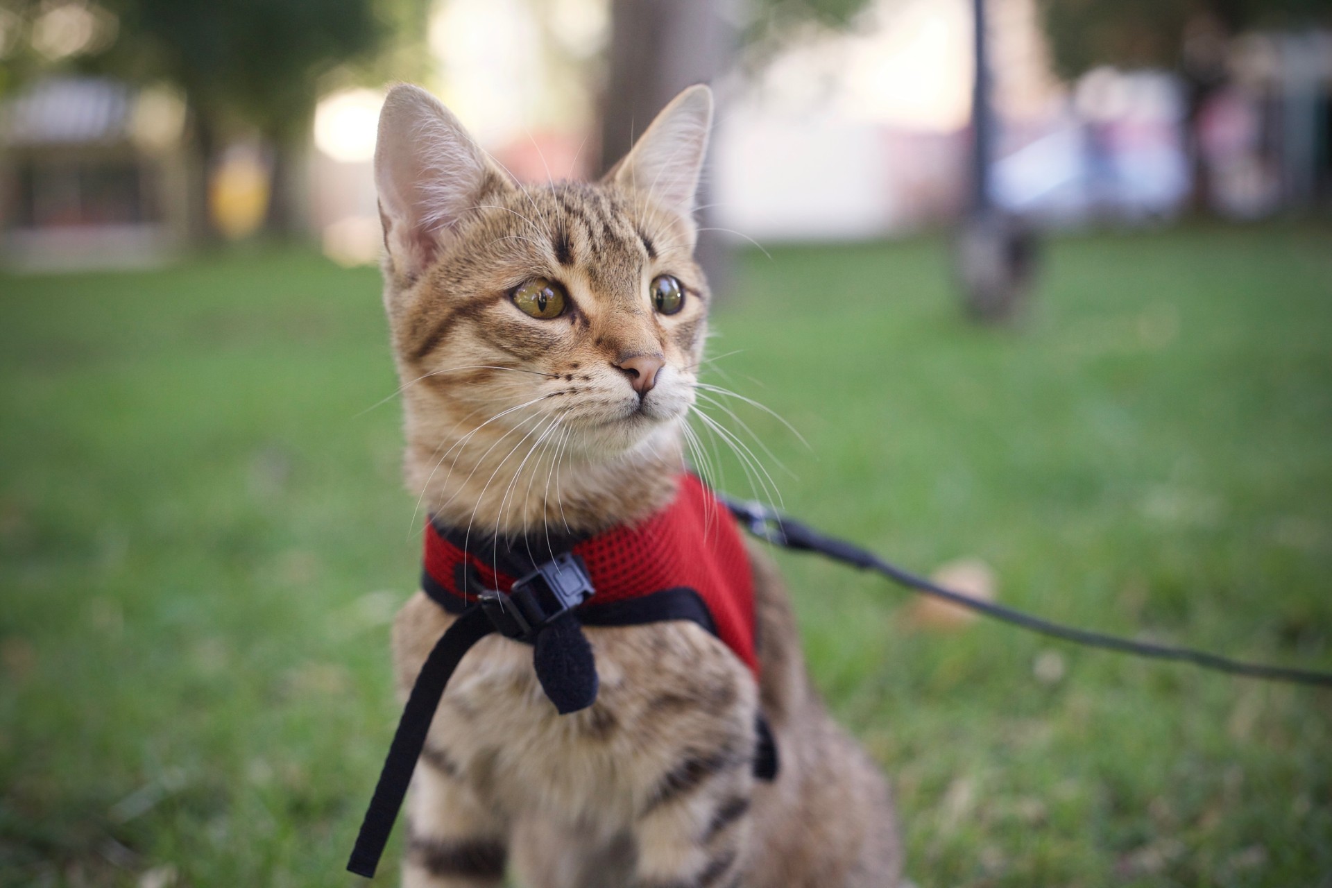 Here's What You Need to Know About Crating a Cat at Night | PawTracks