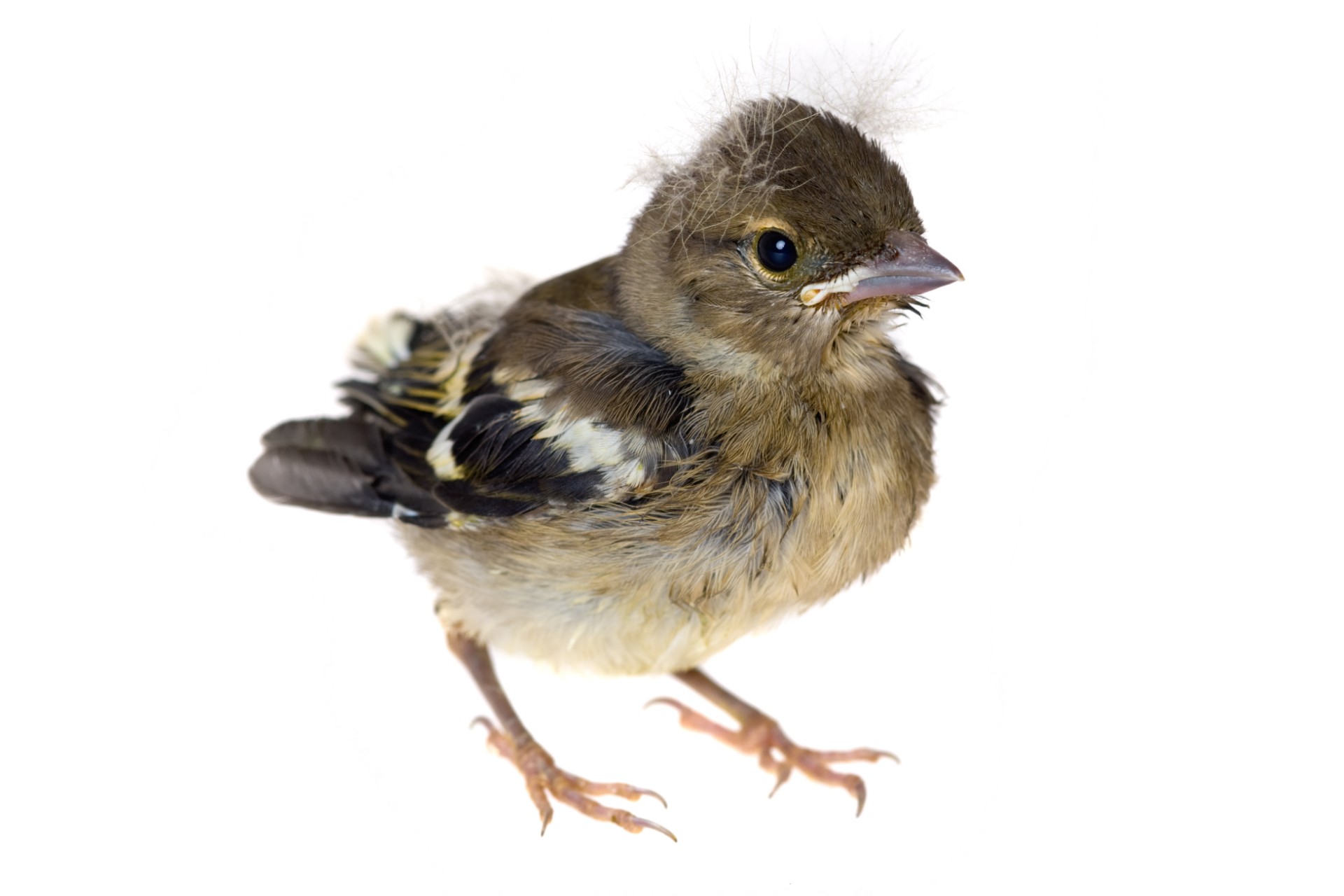 This is what to feed baby birds — and how to do it | PawTracks