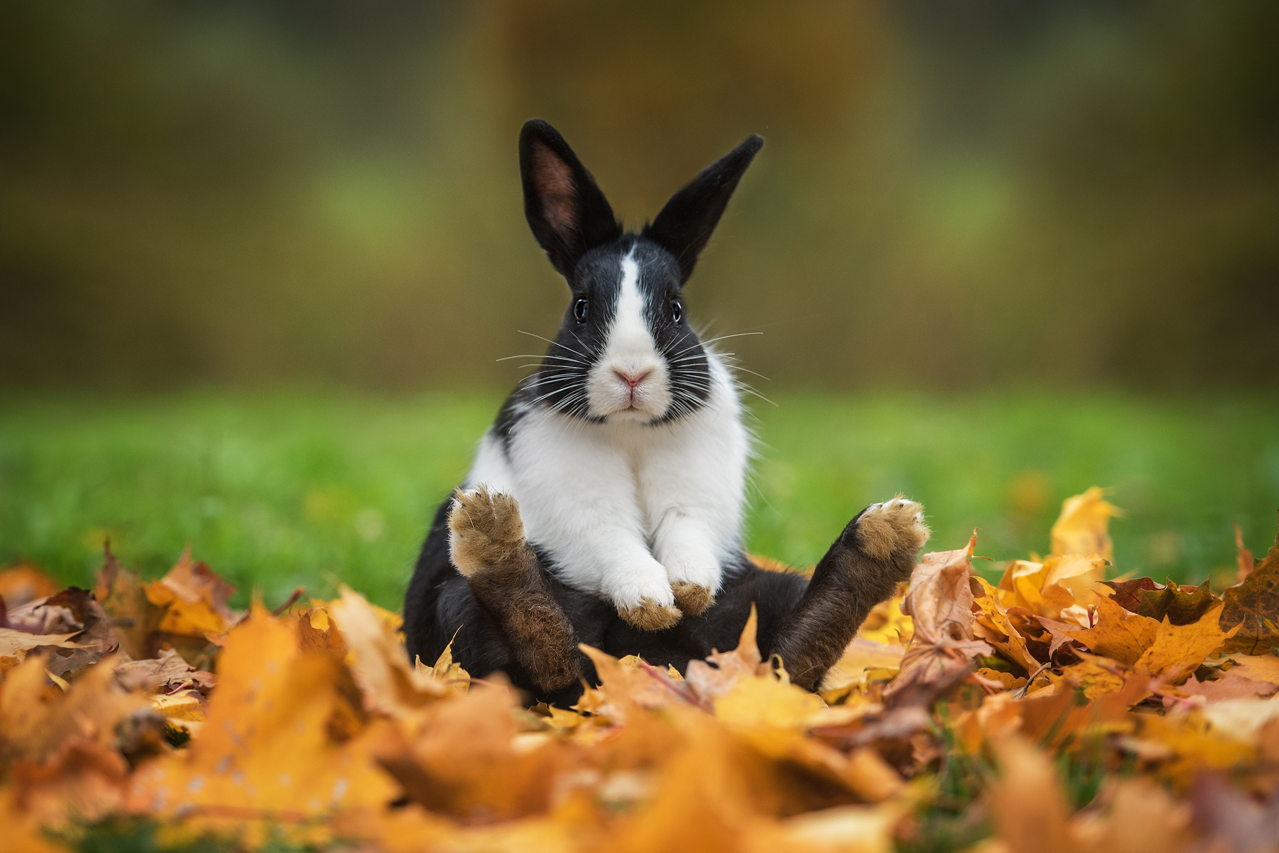 How to Properly Clean Your Pet Rabbit in 4 Steps | PawTracks