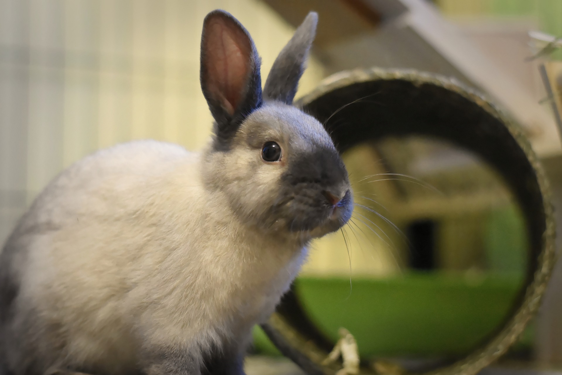 Which indoor cage is best for your rabbits? | PawTracks
