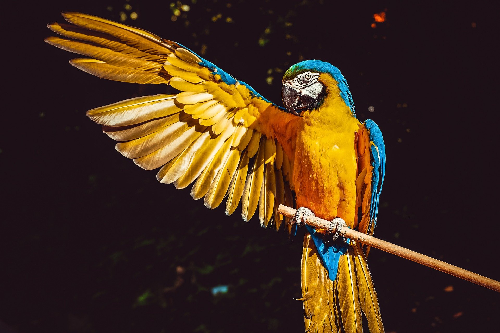 Why Is Your Parrot Singing, and What Does It Mean? | PawTracks