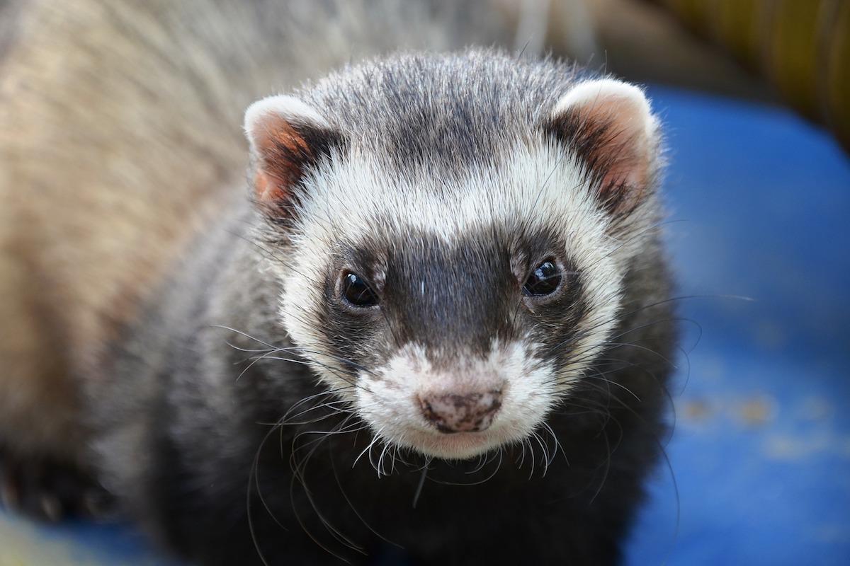This Is Why Your Ferret Won't Stop Screaming | PawTracks