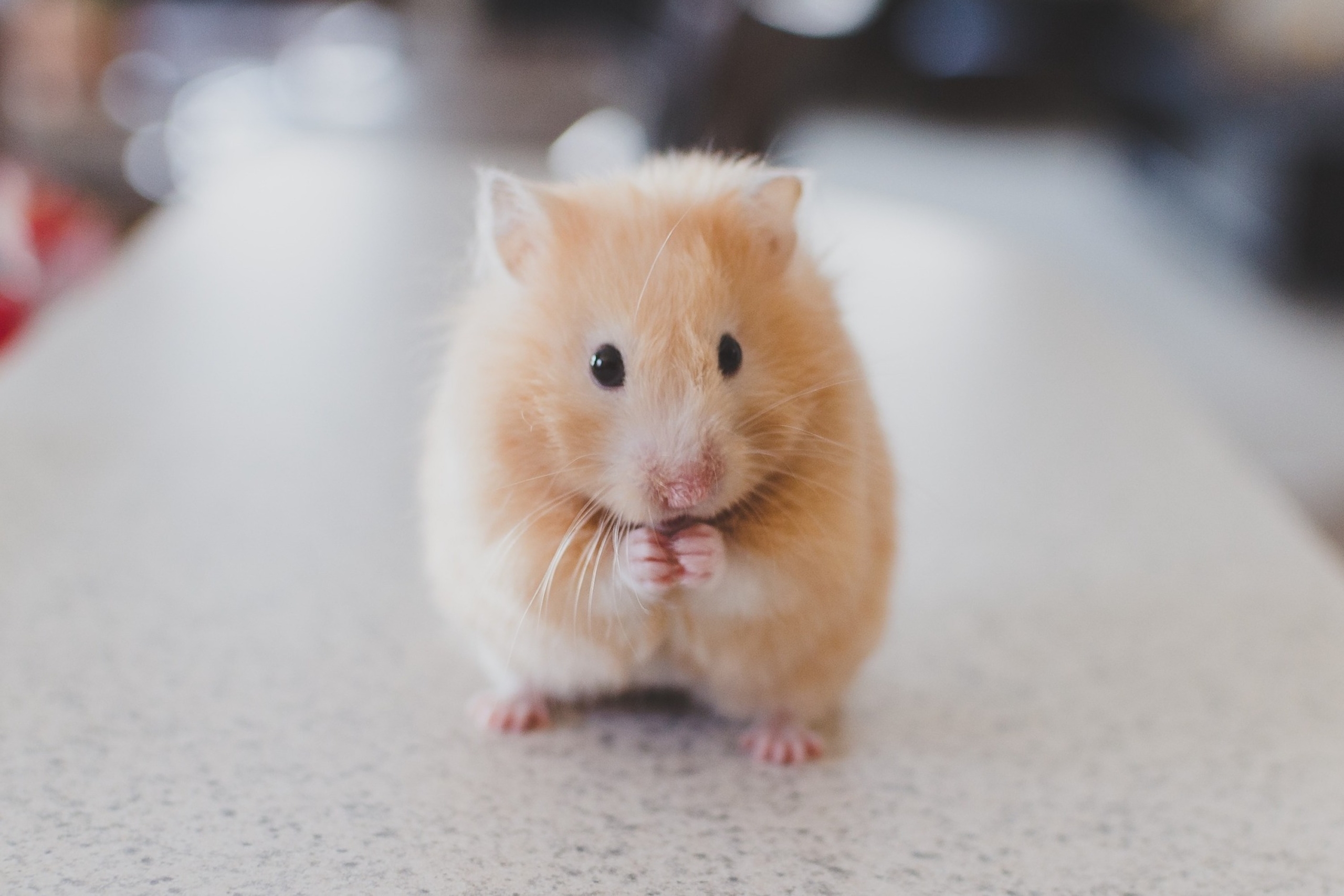 These 4 Signs and Symptoms Might Mean Your Hamster Is Sick | PawTracks