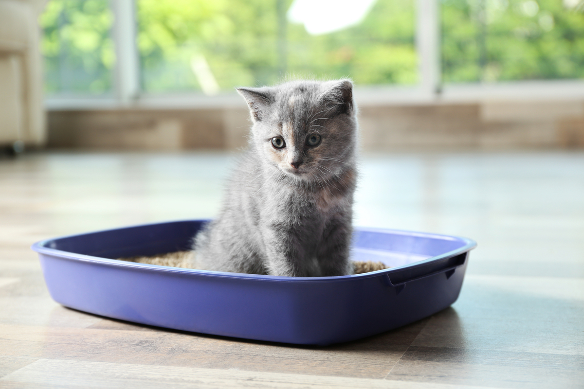 Cat Lying in the Litter Box? Here's Why and How To Stop It | PawTracks