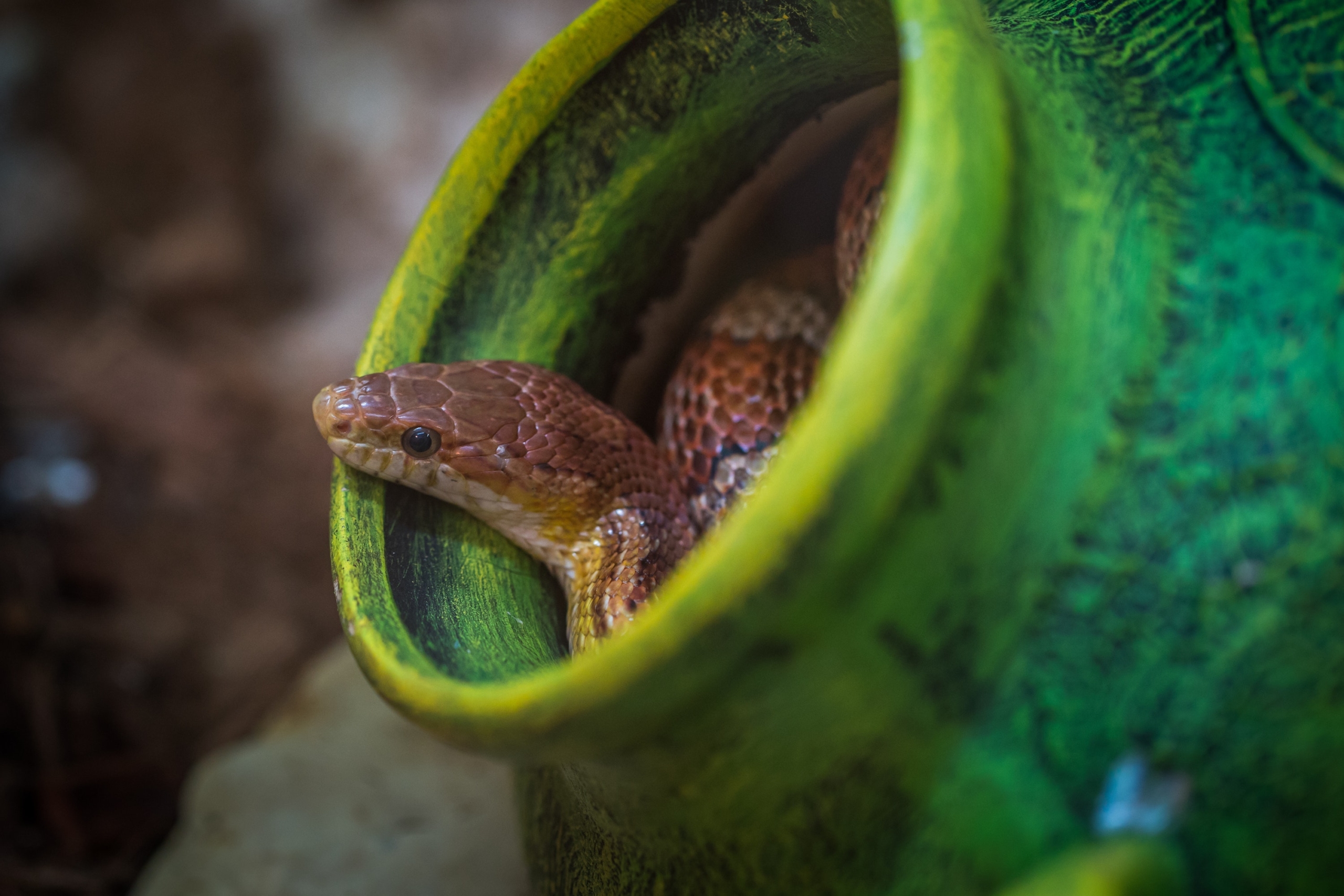 Caring For Your New Snake: Everything You Need To Know | PawTracks
