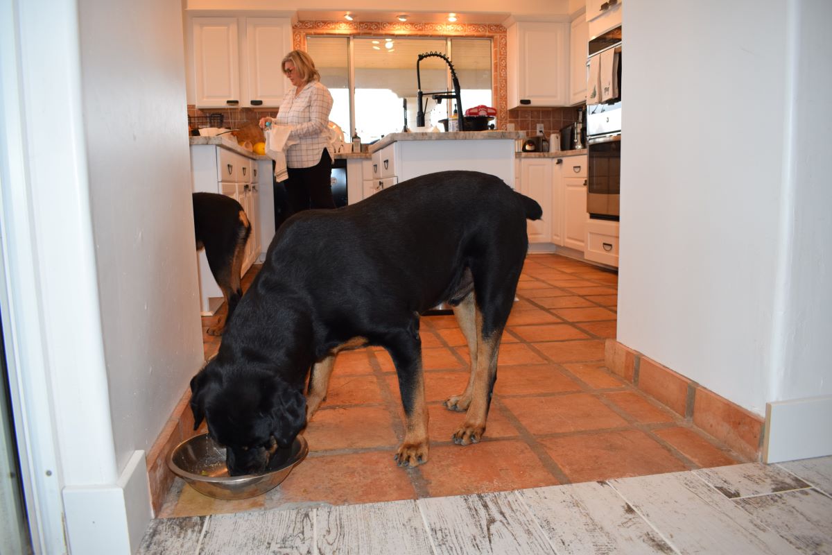 The Truth About Making Food For Your Dog At Home | PawTracks