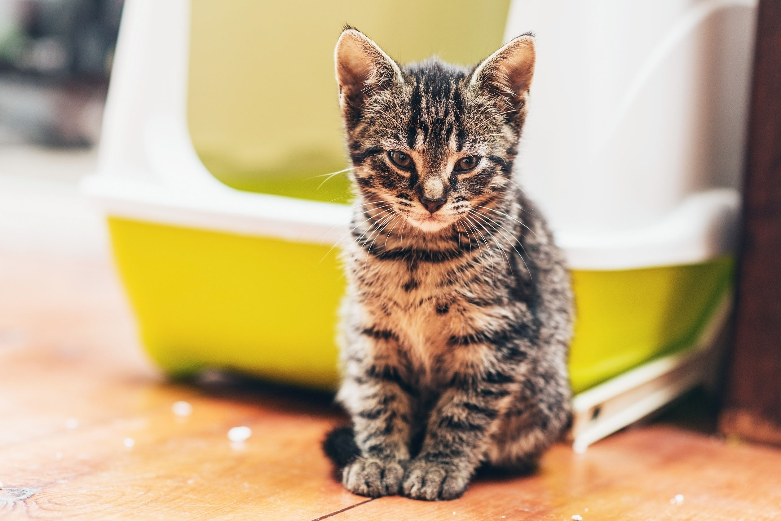 Get Rid of Fleas in the Litter Box: What You Can Do Today | PawTracks