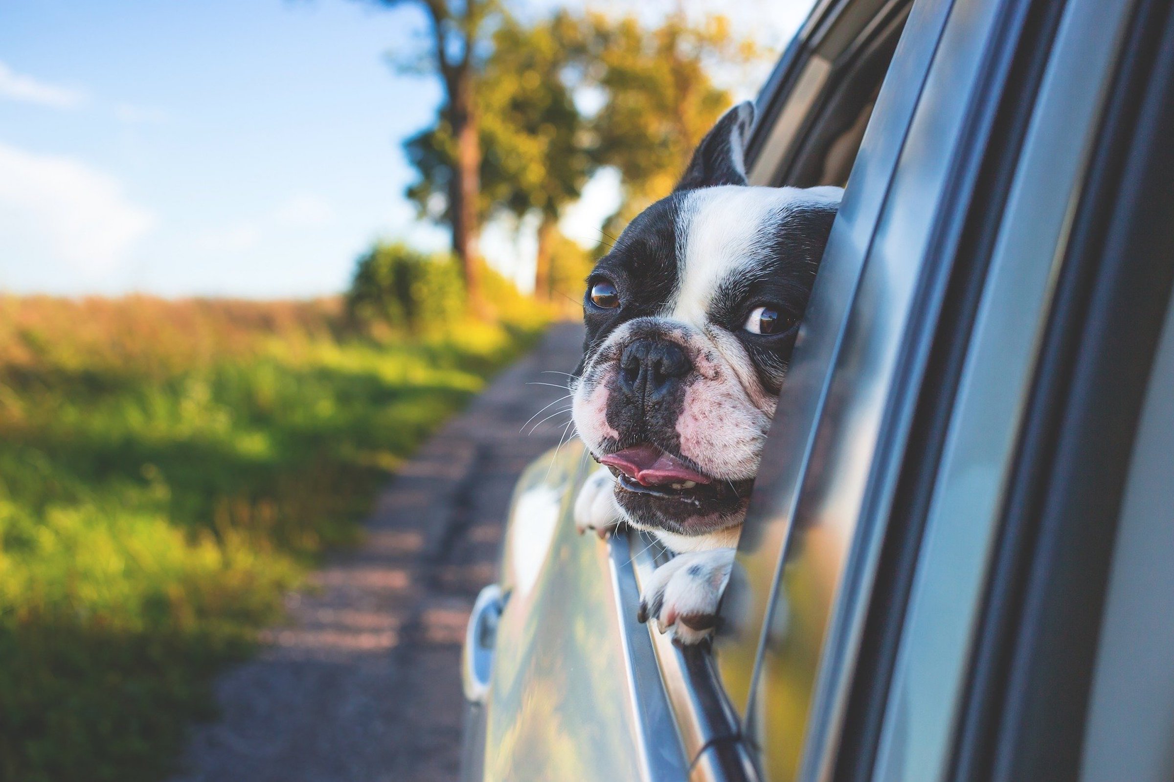 You Can Make Car Rides Bearable For Your Anxious Pup With These Tips ...