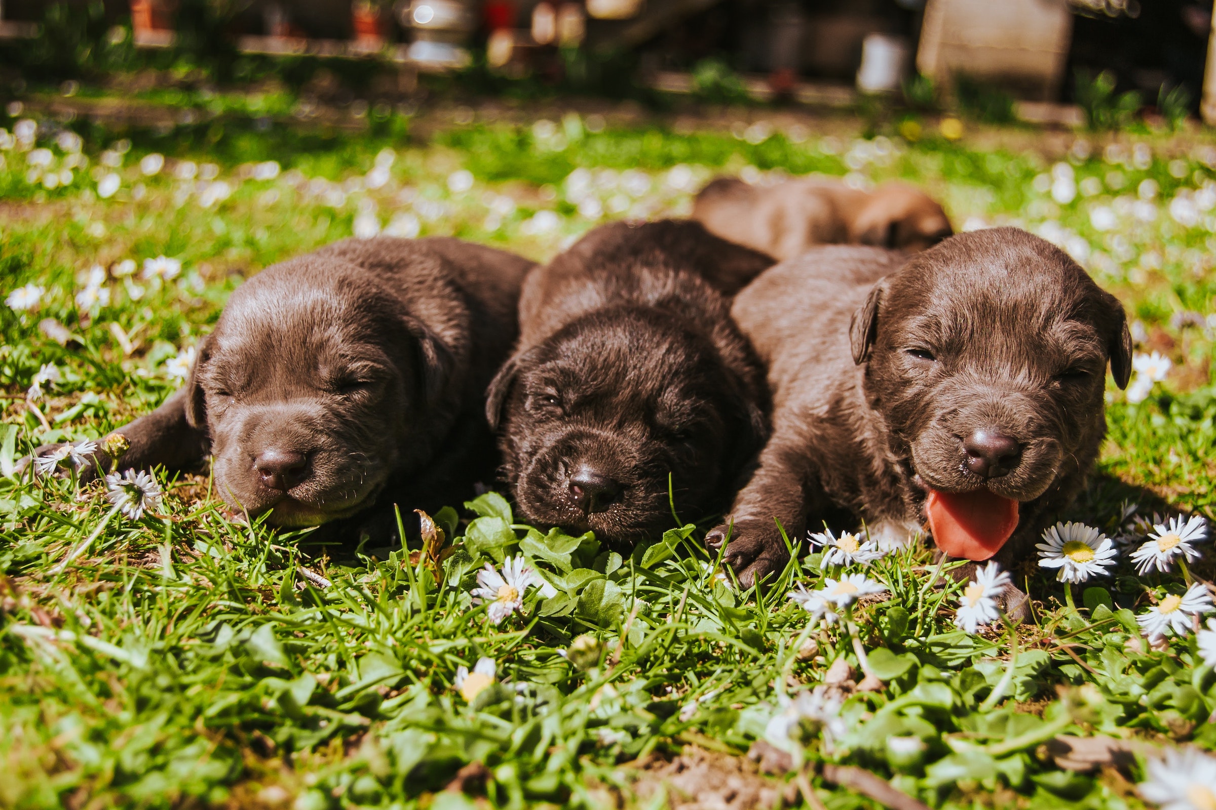 What You Need To Know About Caring For Orphaned Puppies | PawTracks