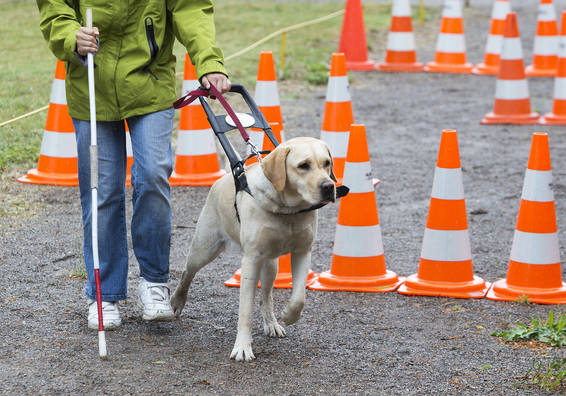 Everything you ever wanted to know about guide dog training | PawTracks