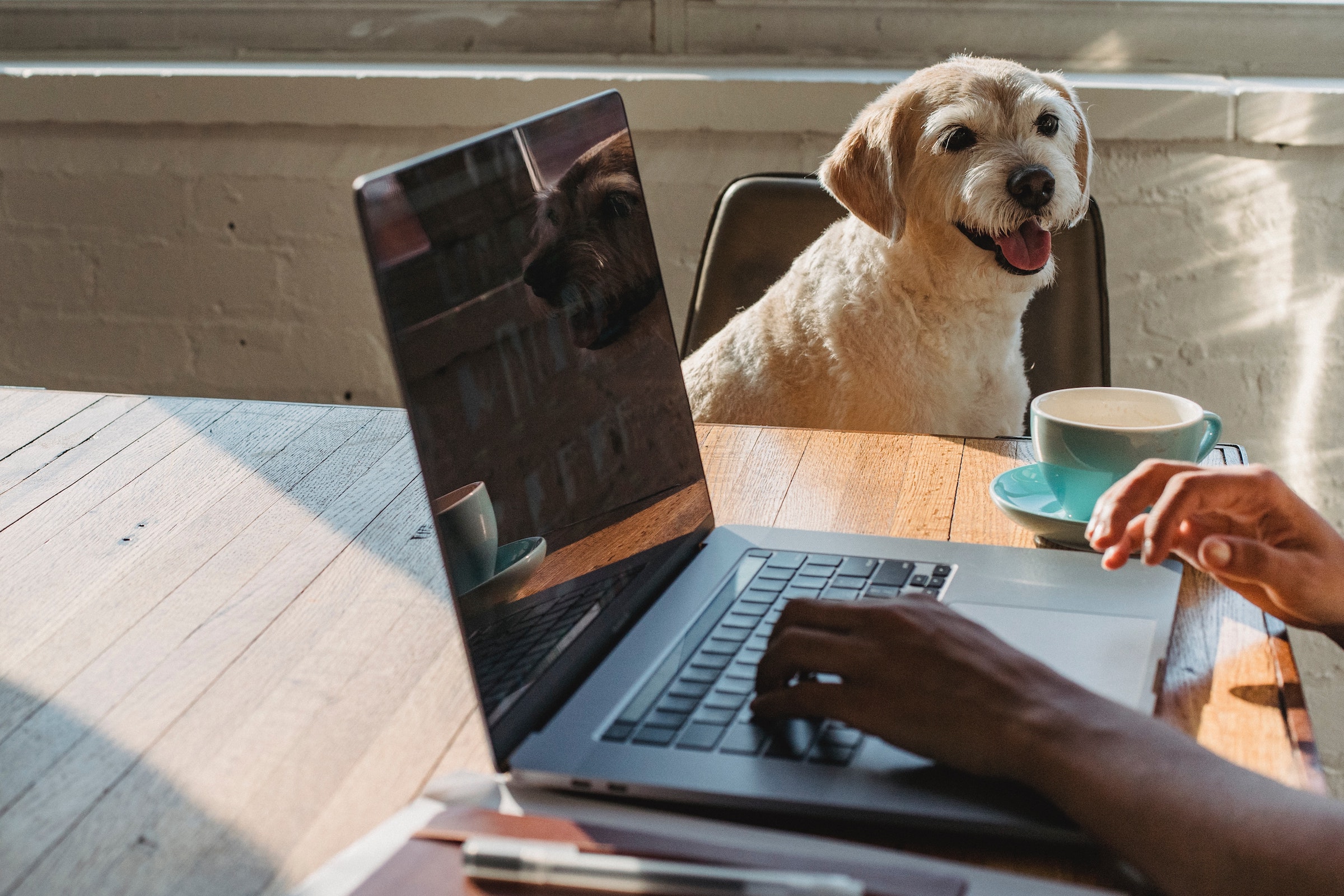 Should You Take Your Dog To Work? Here's What To Know | PawTracks