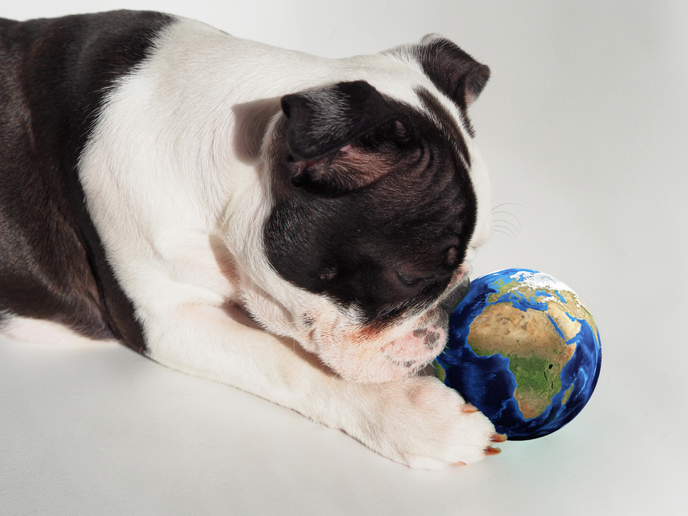 4 useful ways to go green with your pets on Earth Day | PawTracks