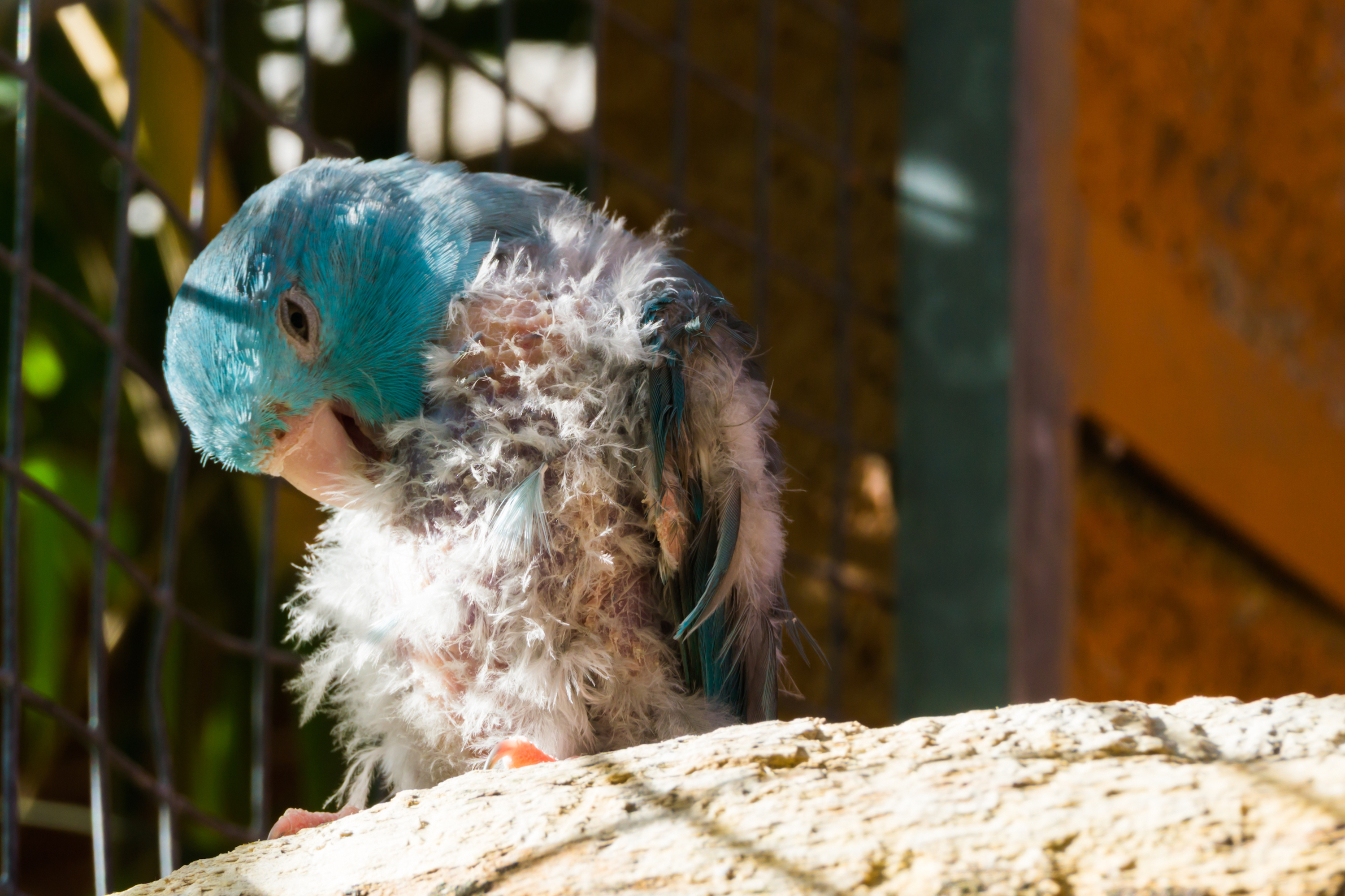 Follow These 5 Steps To Get Rid Of Bird Mites | PawTracks