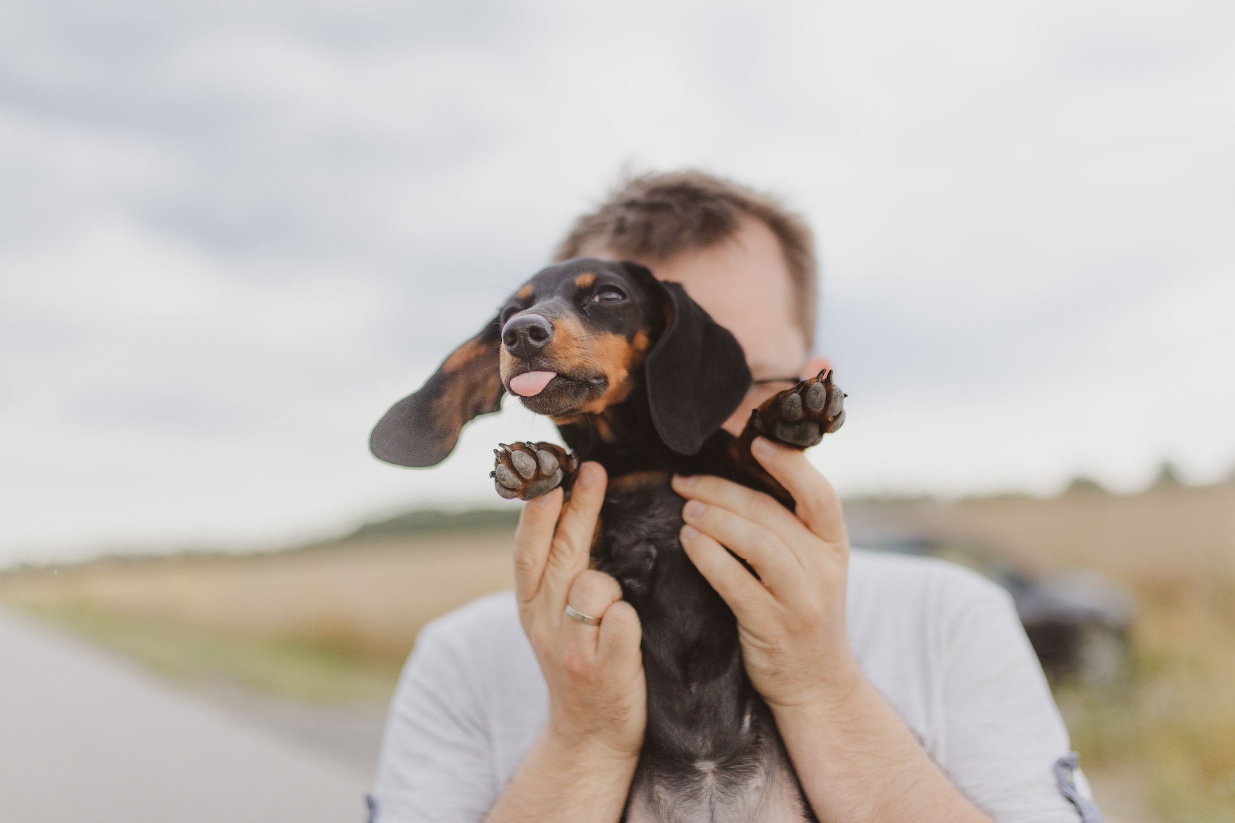 Is your dog's tongue sticking out? Here's what it means | PawTracks