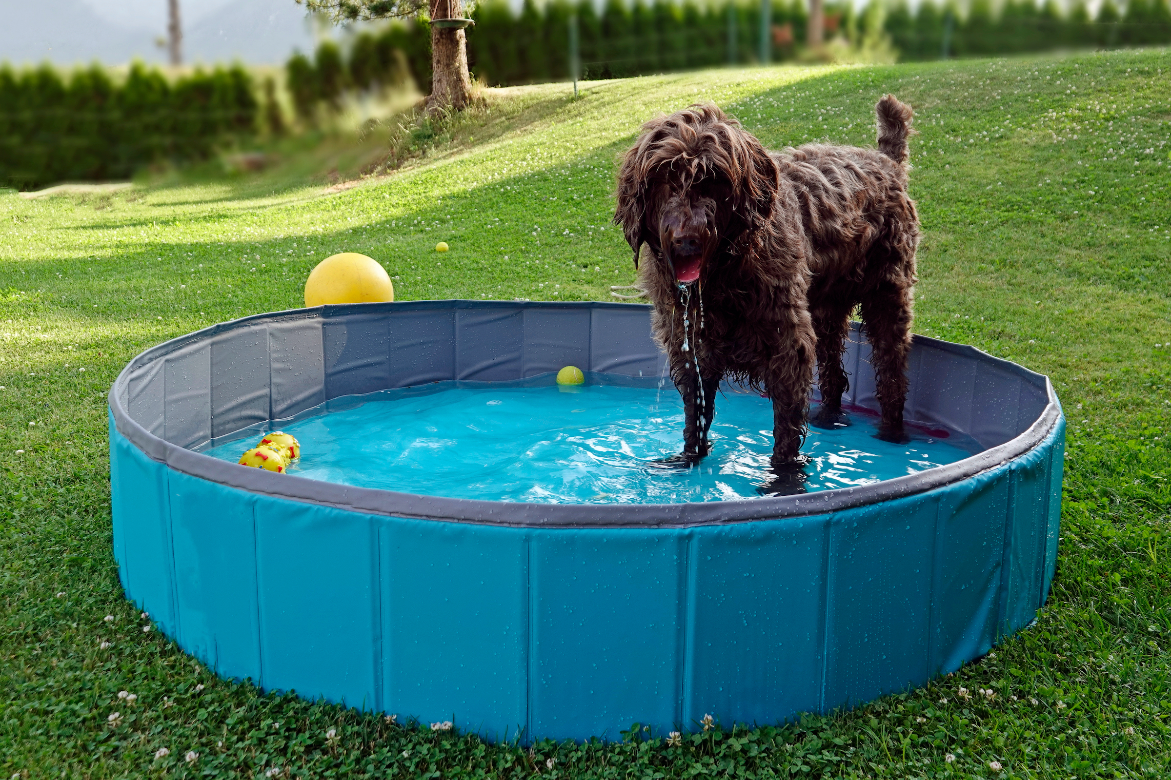 3 Swimming Pools Safe For Small Dogs | PawTracks