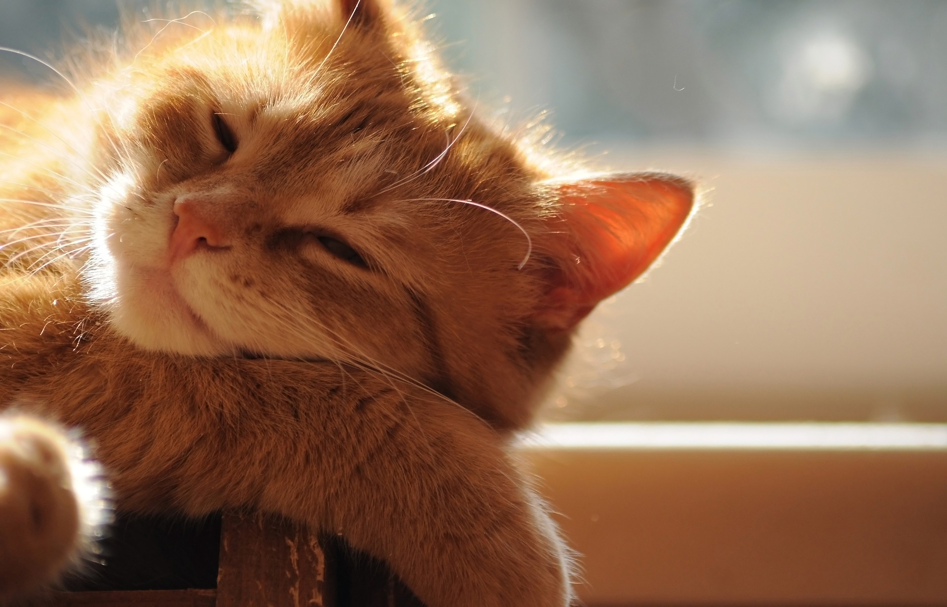 These Tips Can Help You and Your Cat Sleep Through the Night | PawTracks