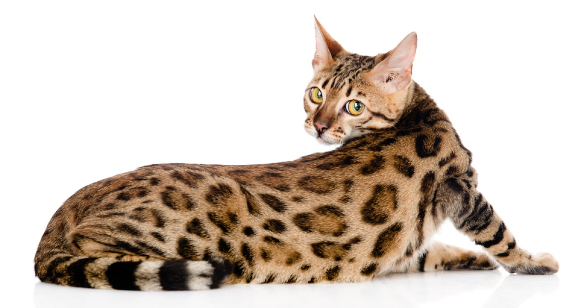 5 Best Non Shedding Cat Breeds To Save Your Couch Pawtracks