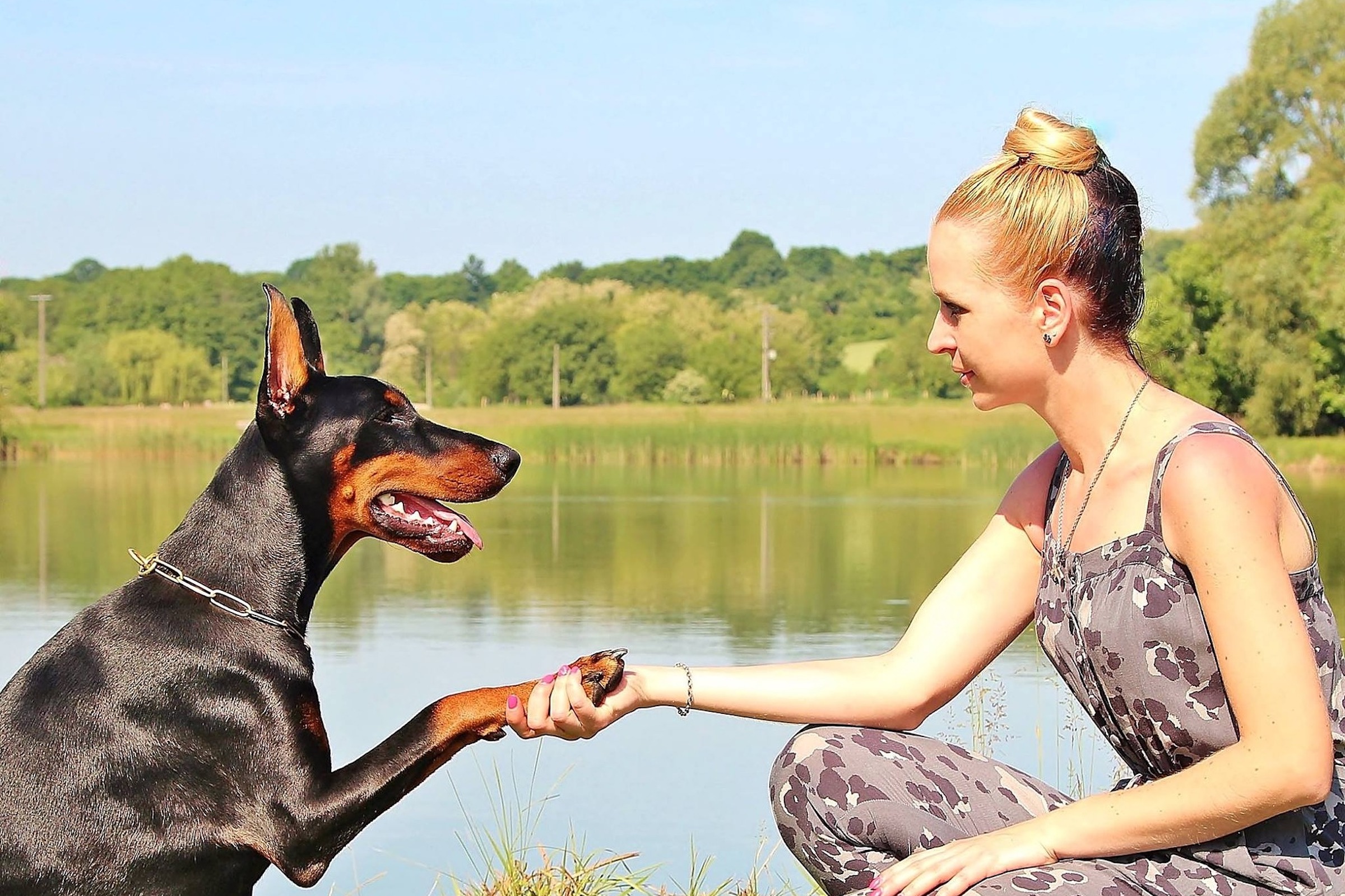 Tips For Training Your Doberman Pinscher With Ease | PawTracks