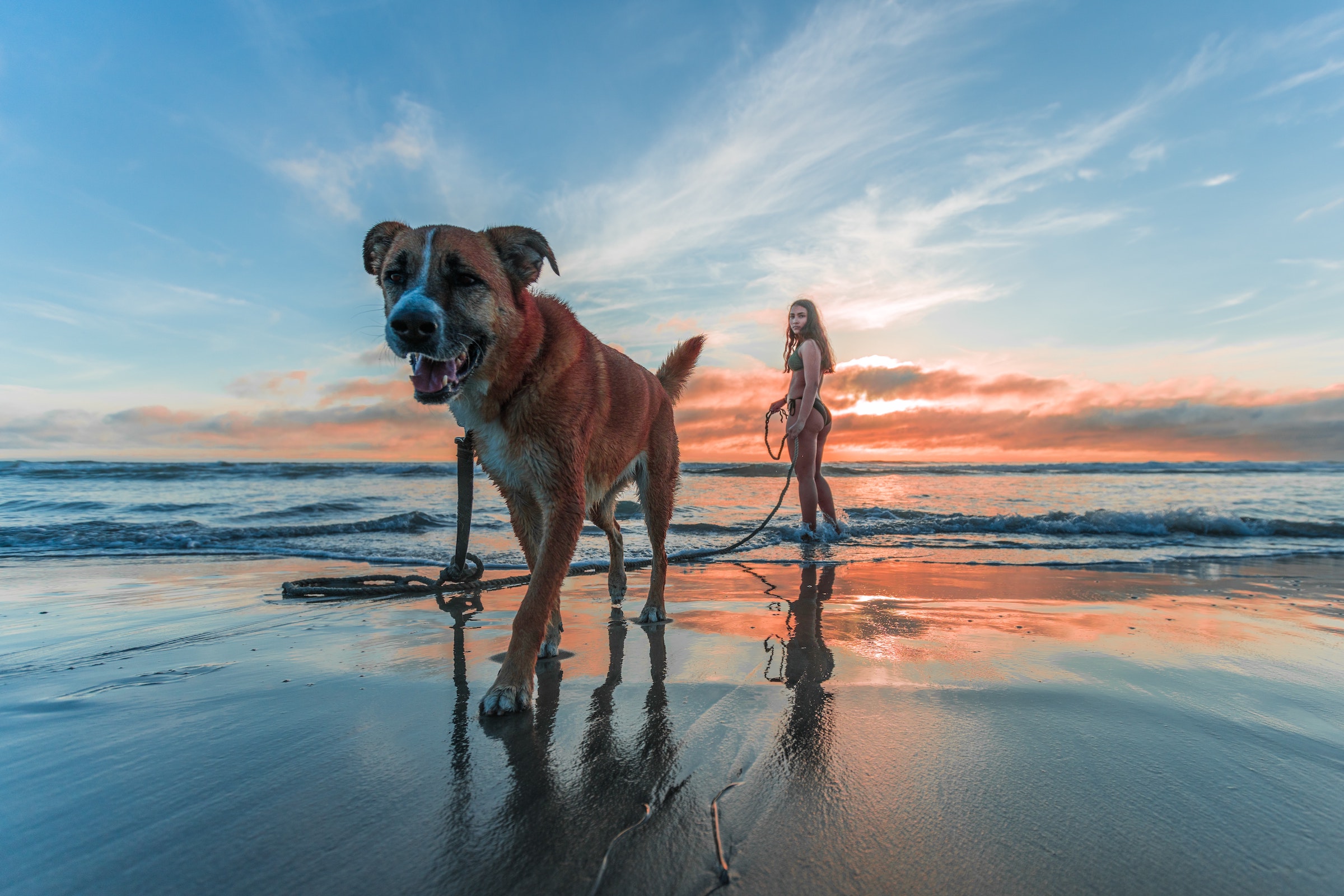 How To Have A Perfect Beach Day With Your Dog | PawTracks