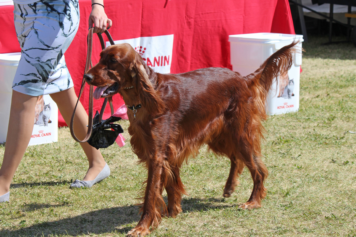 Want an active dog? An Irish setter may be for you | PawTracks