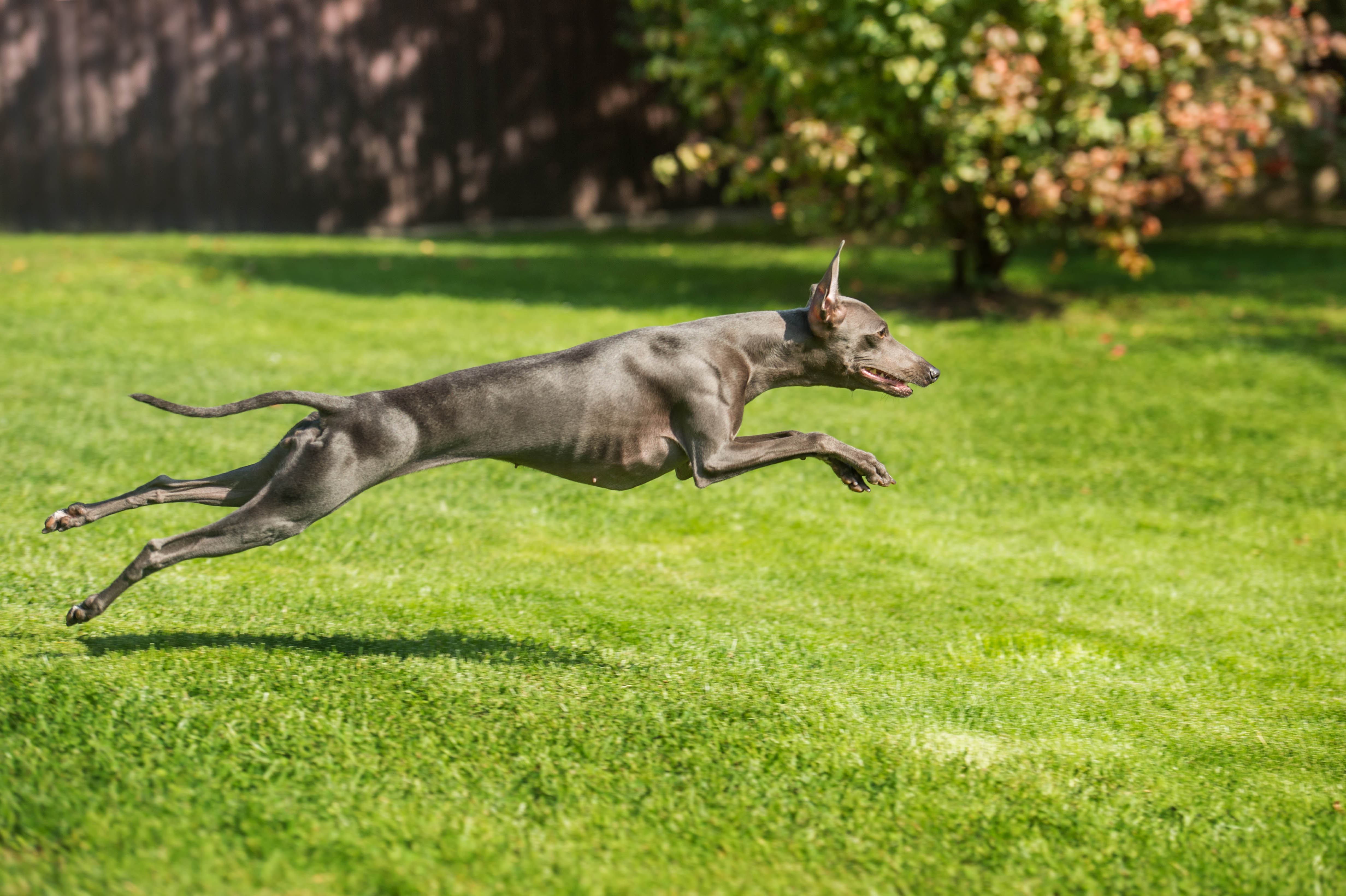 Italian Greyhound Running