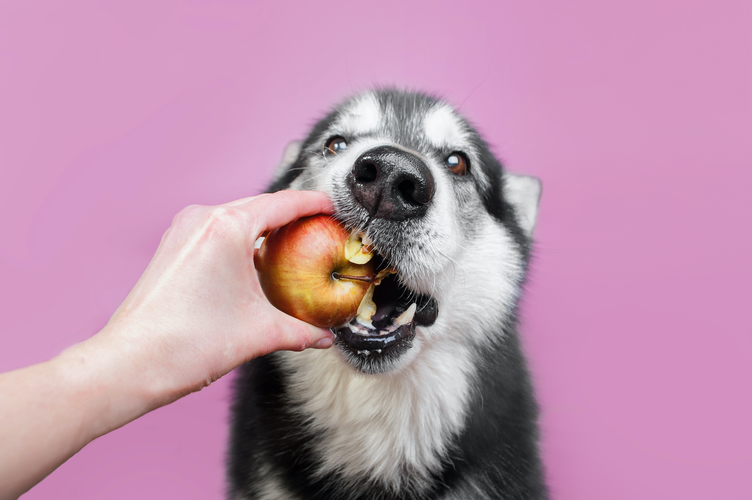 Can dogs have apples? Here's what you need to know | PawTracks
