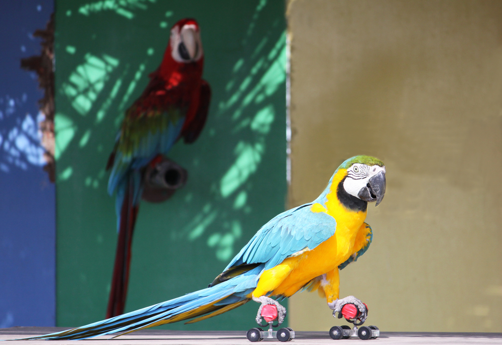 A Handy Guide To Train Your Parrot To Do Tricks | PawTracks