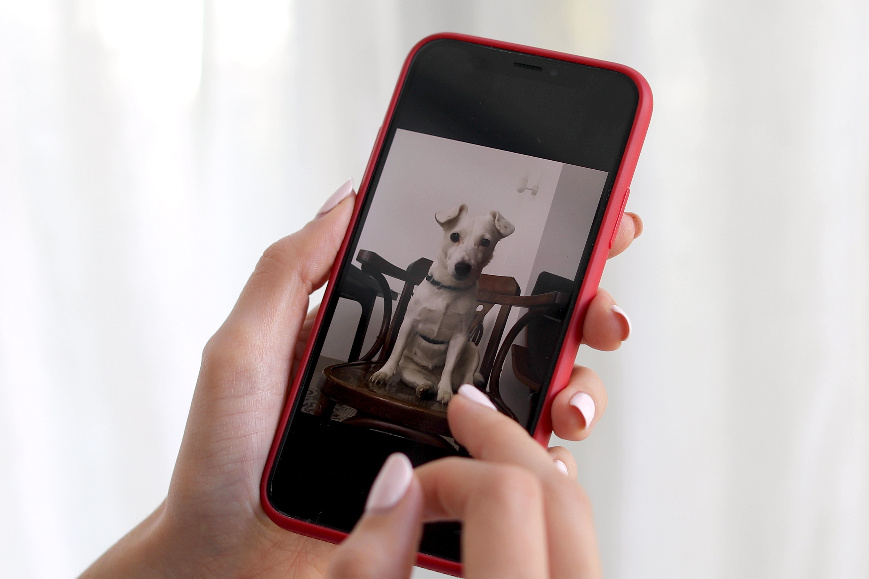 3 Amazing Tech Finds To Keep An Eye On Your Pet | PawTracks