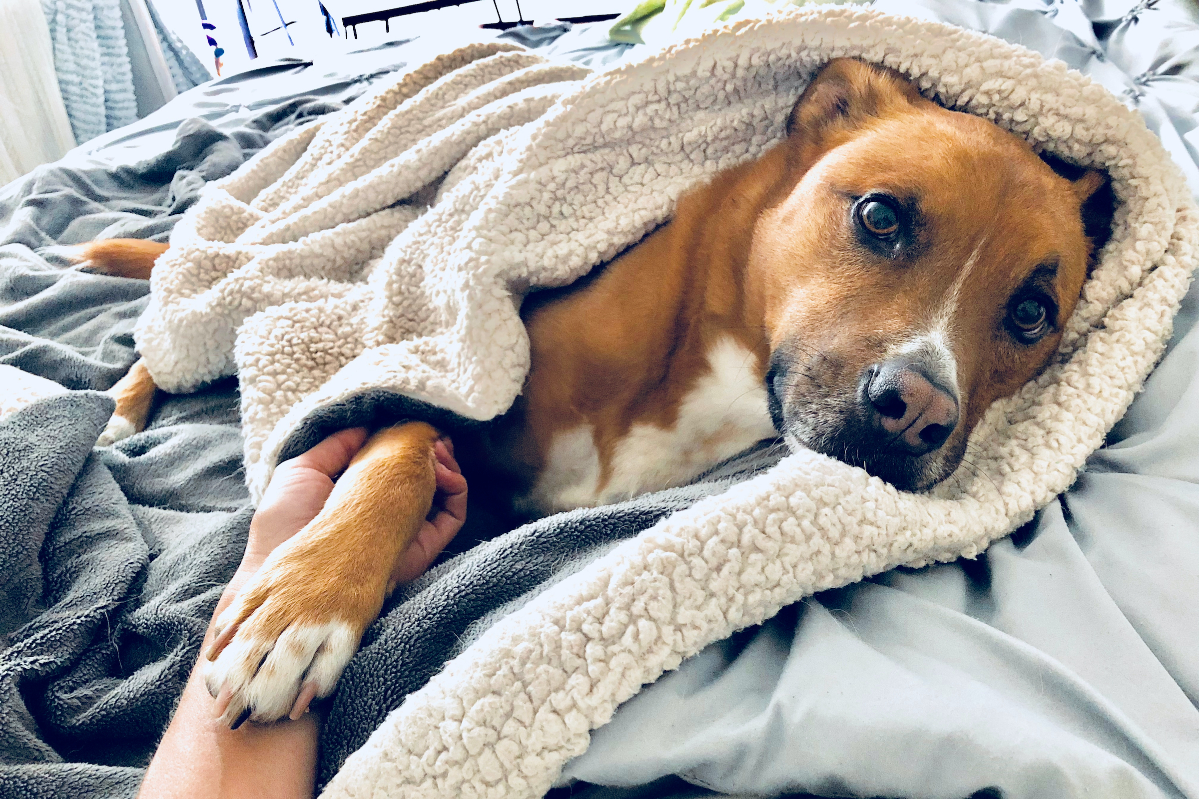 Natural Remedies For Dog Anxiety | atelier-yuwa.ciao.jp