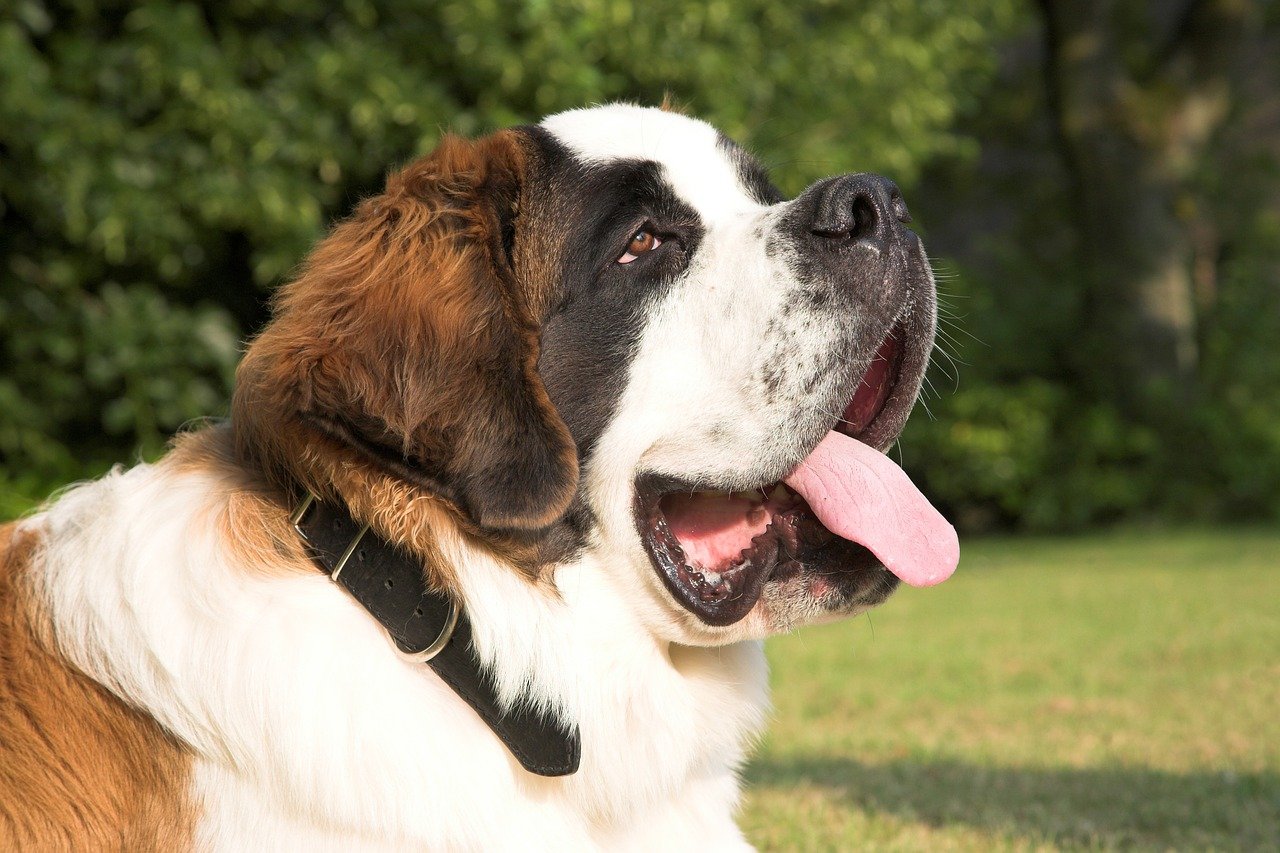 5 Cool St. Bernard Facts You Probably Didn't Know | PawTracks