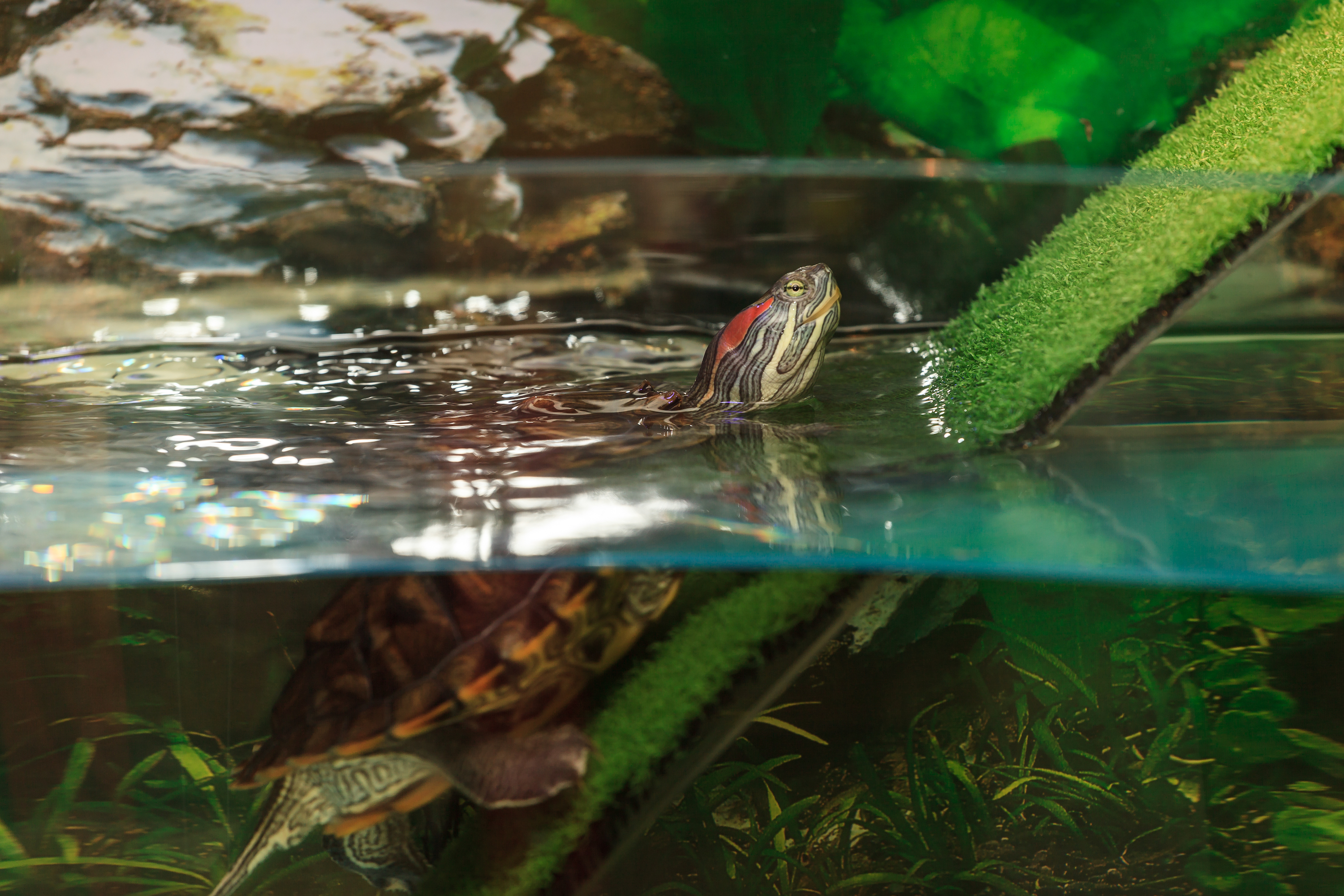 Here Are the Steps for Cleaning Your Turtle's Tank | PawTracks