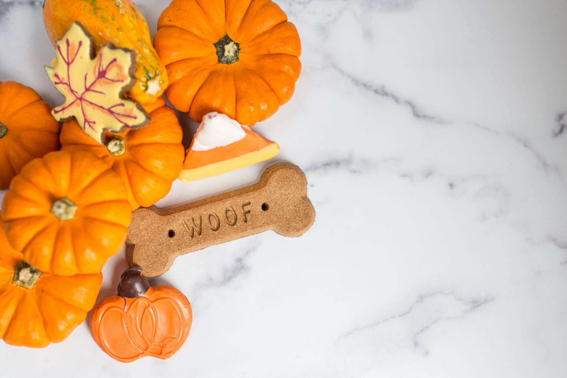5 Fall DIY Dog Treats Your Pup Can Enjoy This Autumn | PawTracks