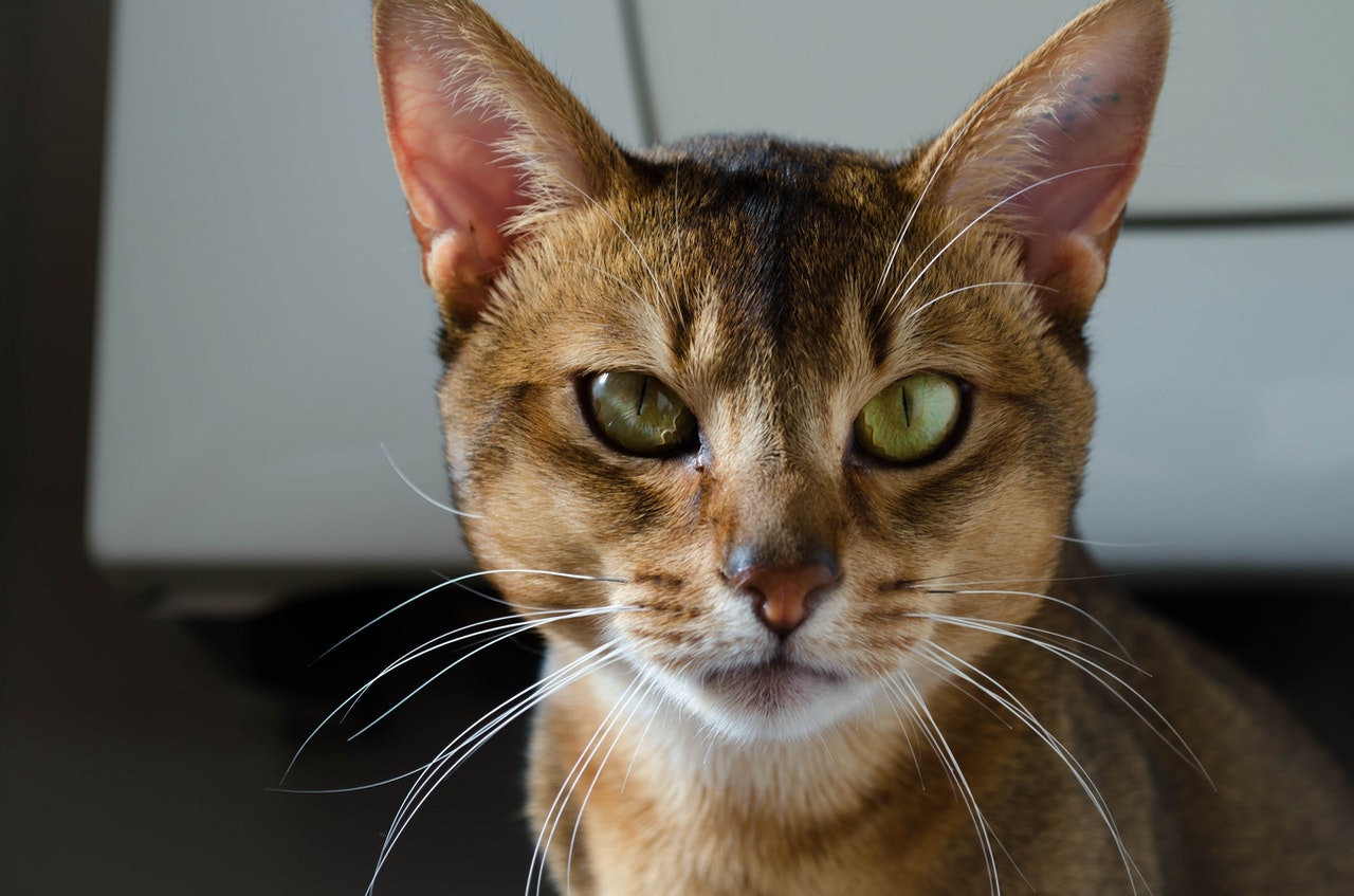6 amazing cat breeds for first-time pet parents | PawTracks
